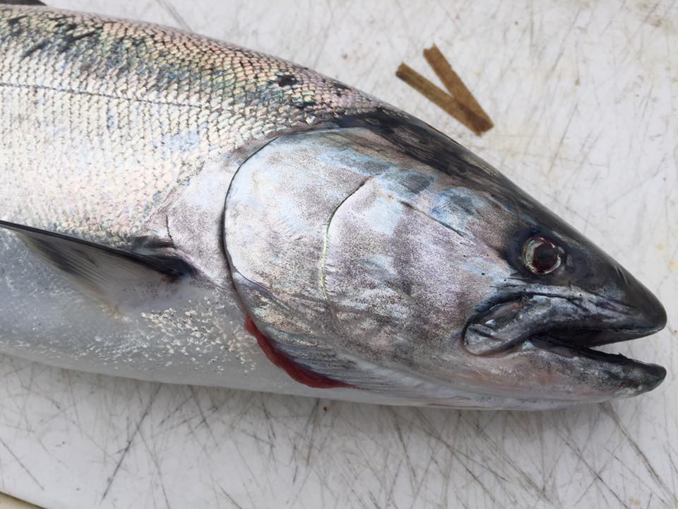 Home - R & R Charters - R&R Fishing Charters - Anacortes, Washington